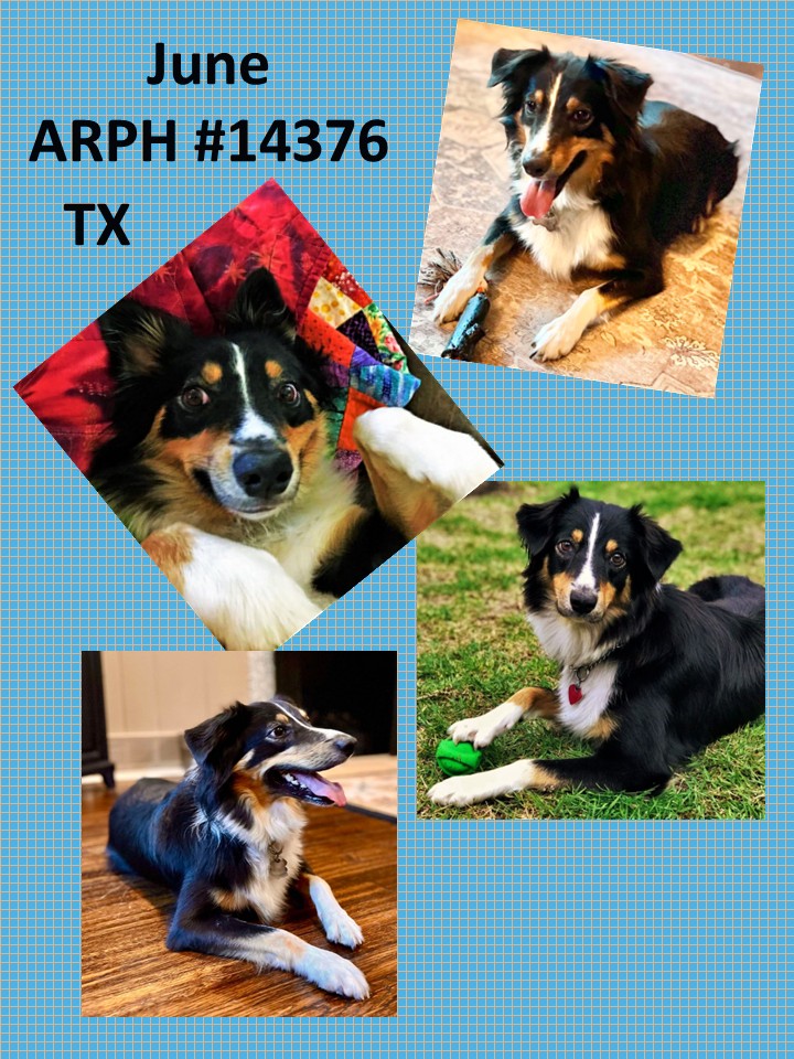 Available Dogs