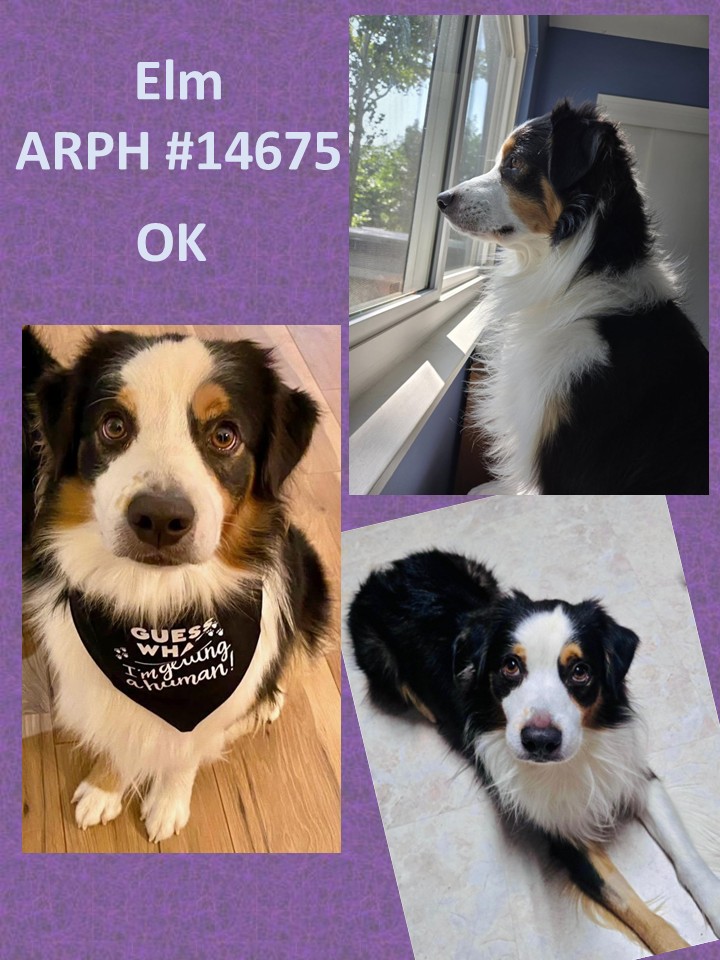 Available Dogs