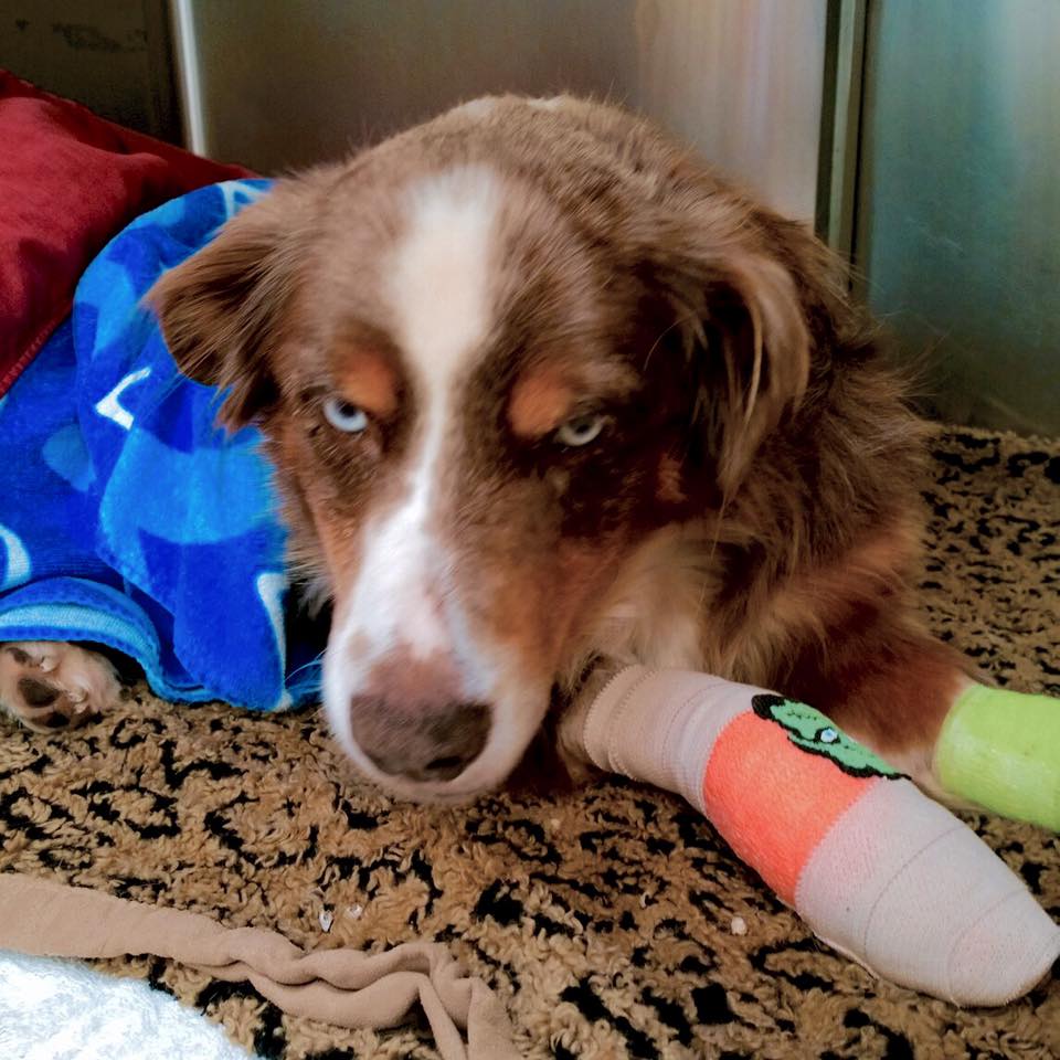 Aussie Rescue Placement Helpline 2020 > In Memorium