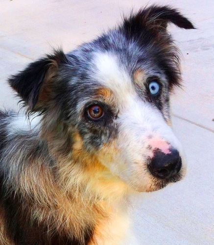 Aussie Rescue Placement Helpline 2020 > Donate